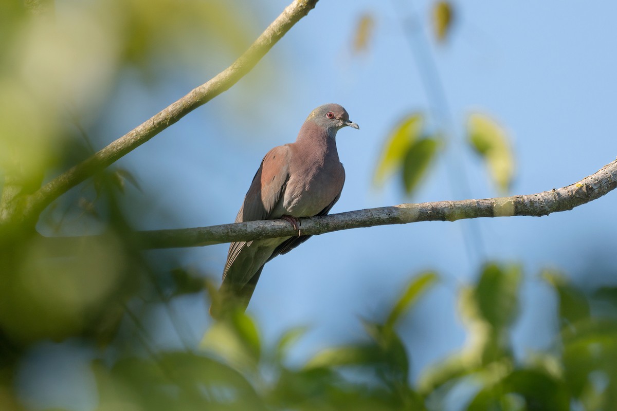 eBird Checklist - 8 Nov 2022 - 600 hectáreas - 53 species