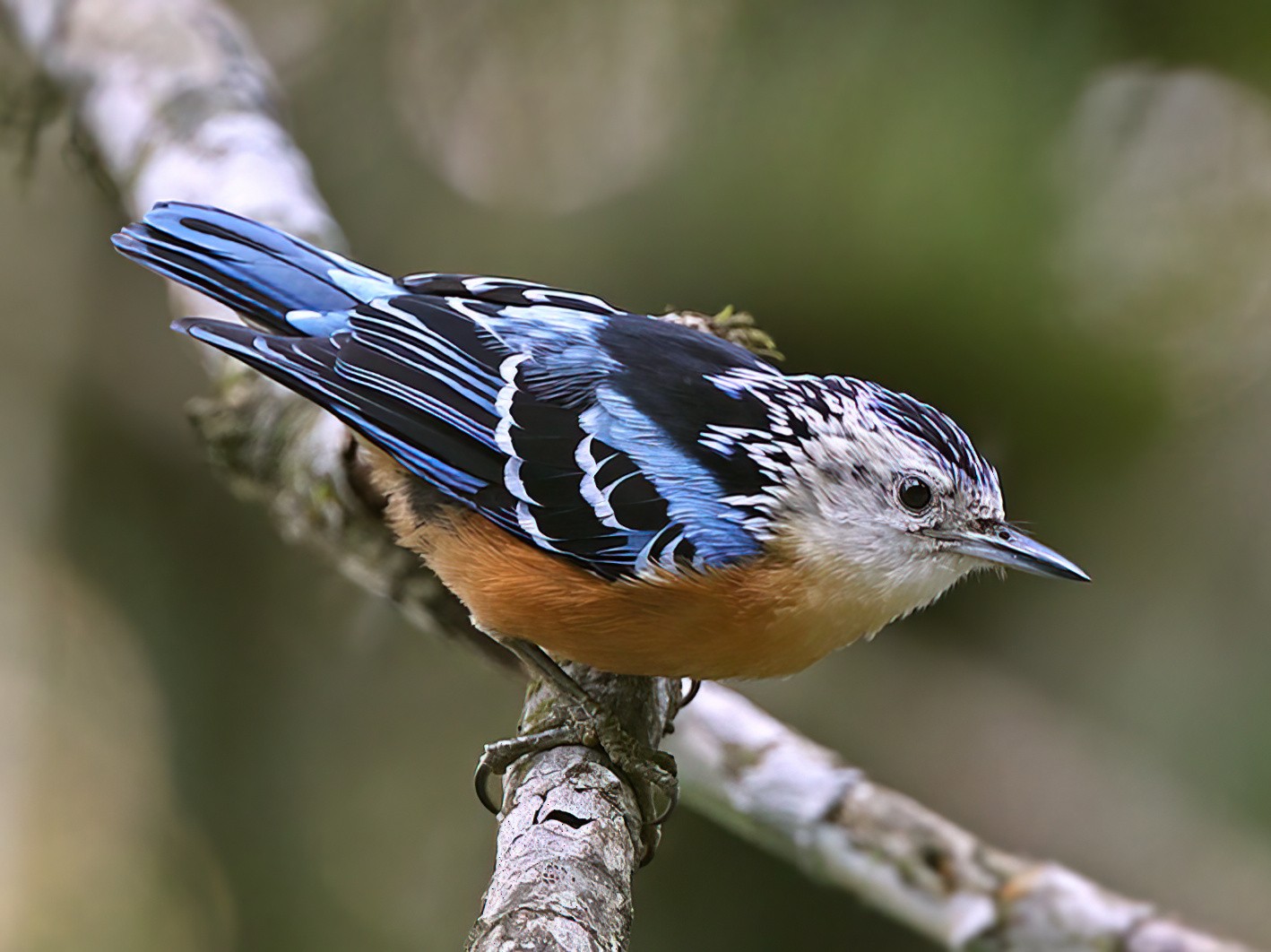 Beautiful Nuthatch - eBird