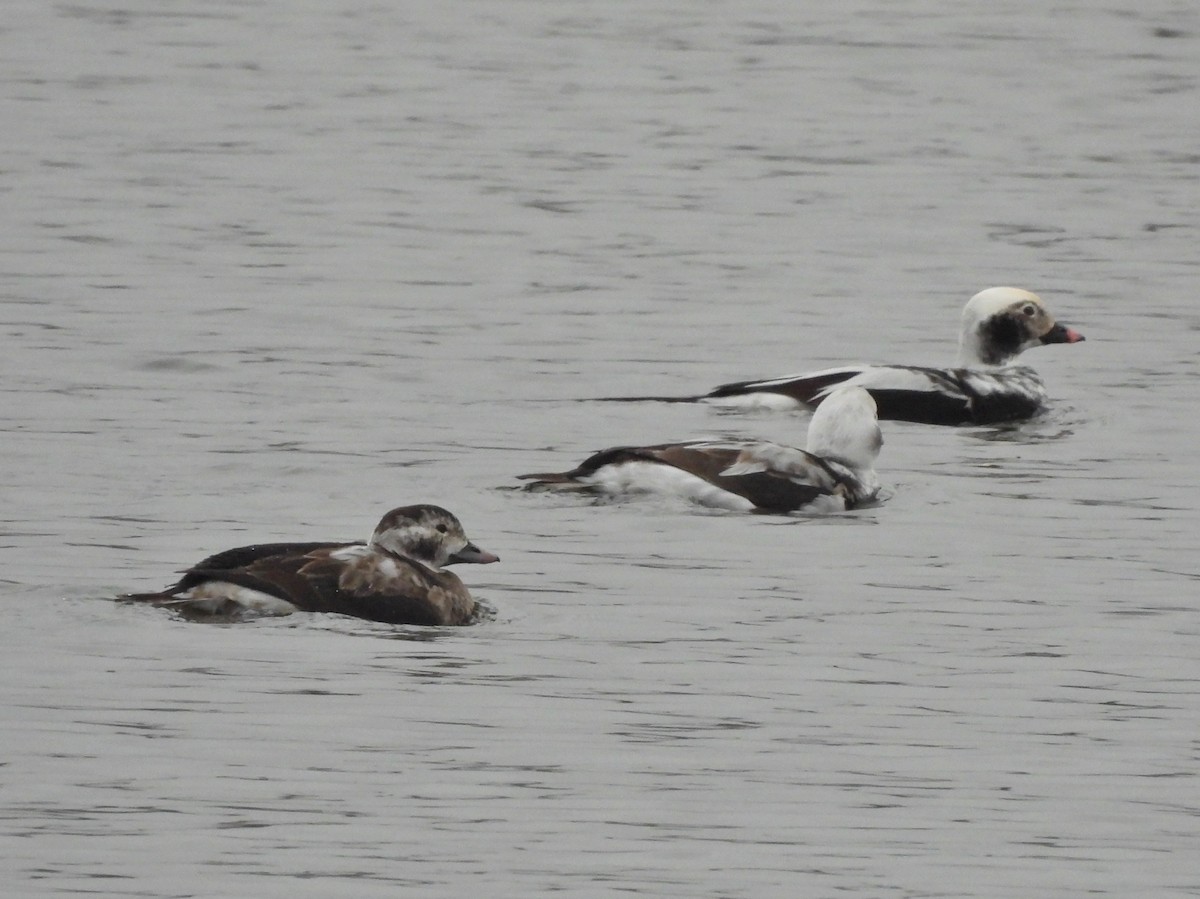 eBird Checklist - 7 Dec 2022 - Cowan Lake SP - 12 species