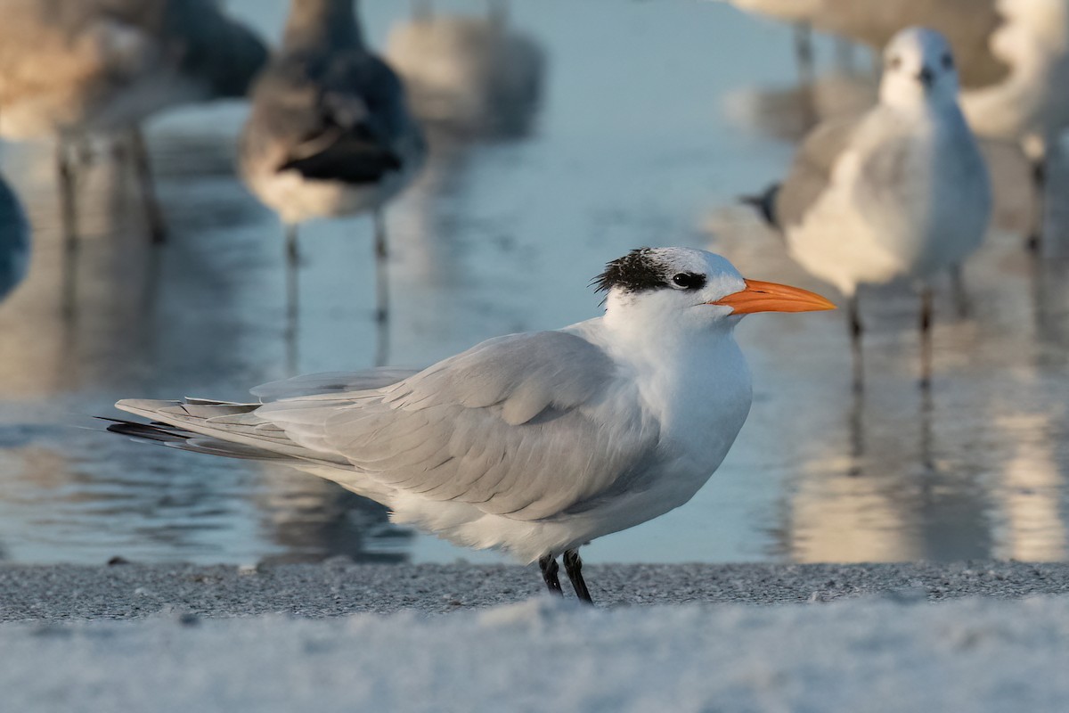 Mass Audubon eBird Checklist - 3 Dec 2022 - Palmetto Avenue Beach/City ...