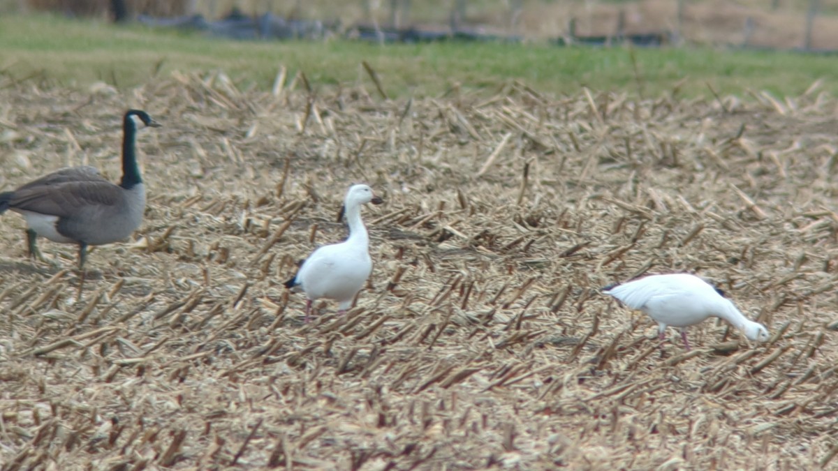 eBird Checklist - 7 Dec 2022 - Ohio State University--Waterman Farm - 8 ...