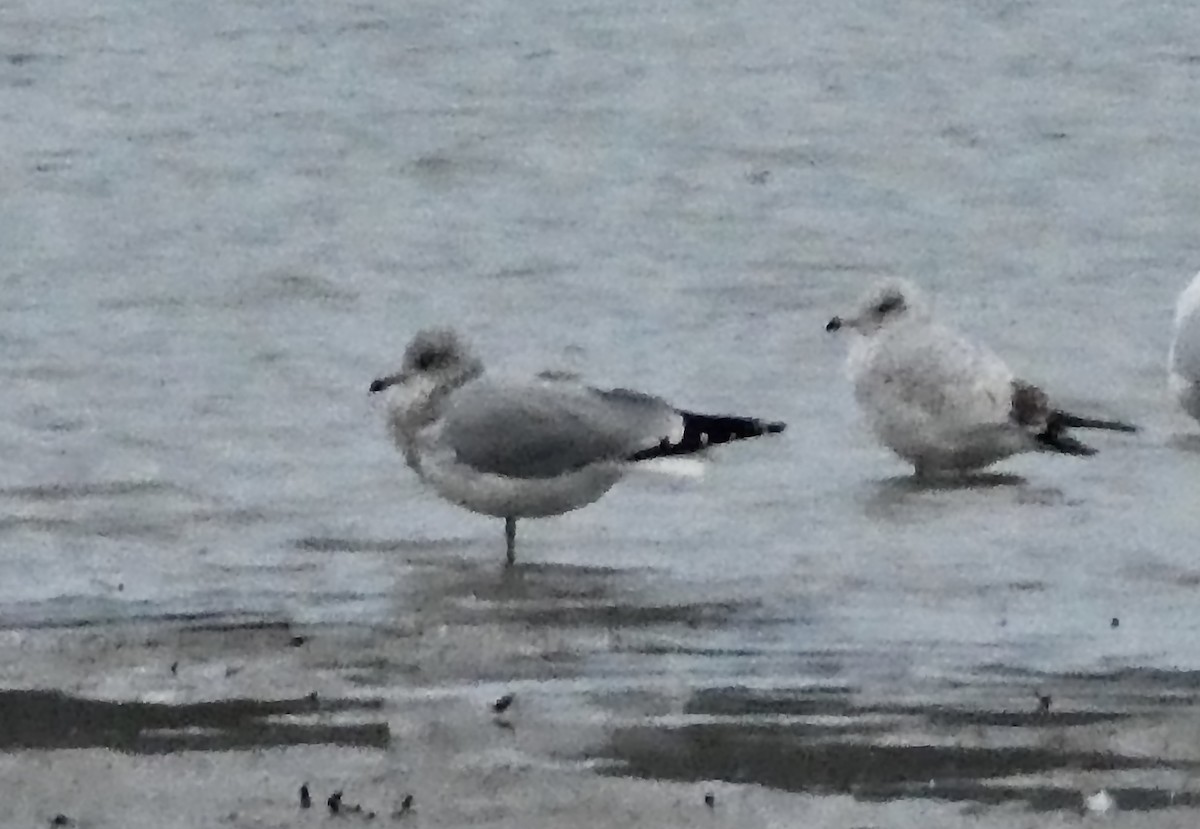 eBird Checklist - 7 Dec 2022 - Port Franks--Riverside Dr. - 12 species