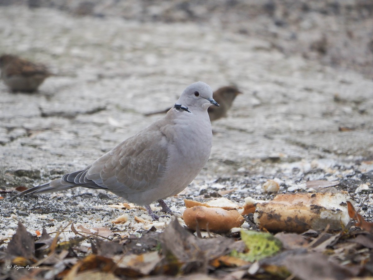 eBird Checklist - 4 Dec 2022 - Pamplona--Parque Fluvial del Arga ...