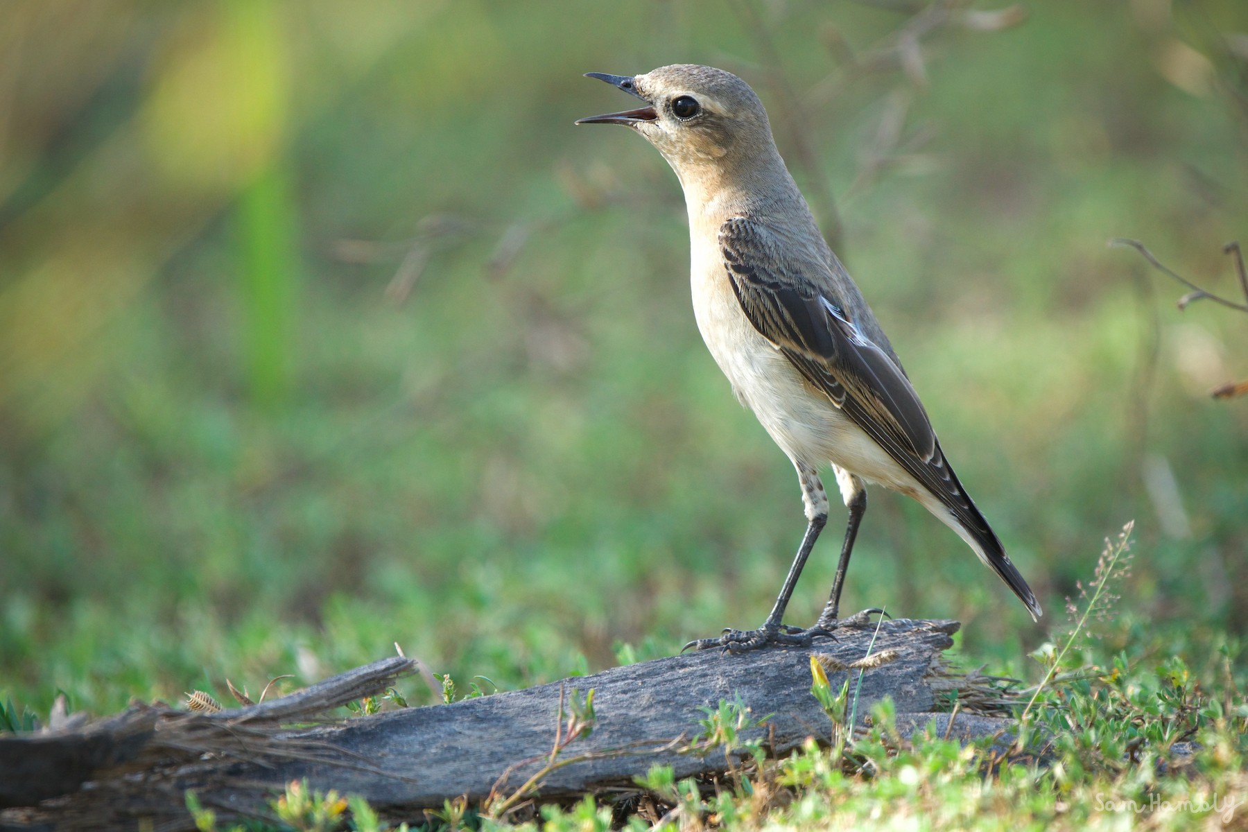 kivitasku (oenanthe/libanotica) - eBird