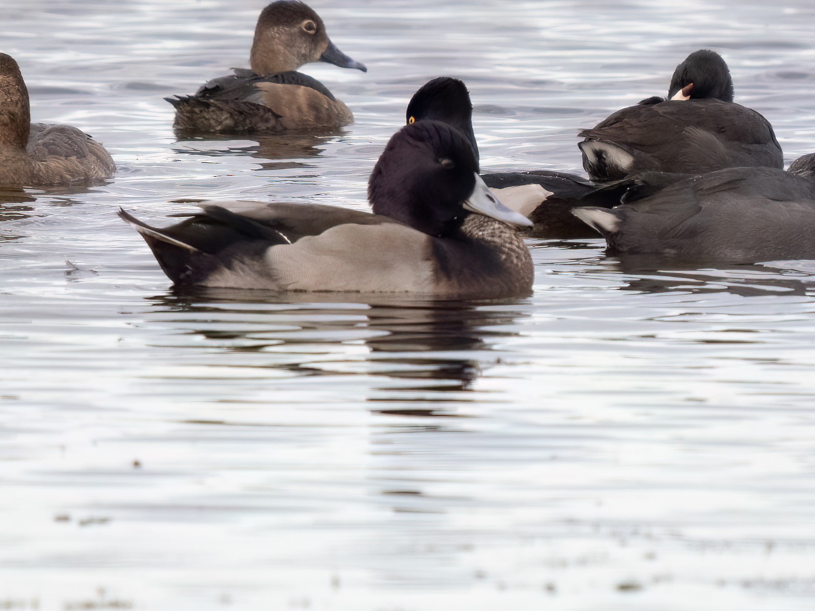 Mallard x Ring-necked Duck (hybrid) - eBird