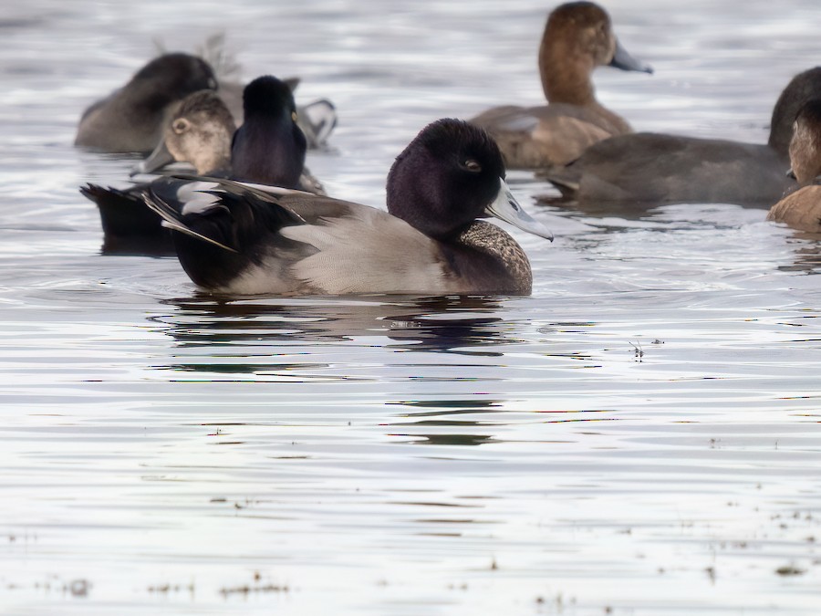 Mallard x Ring-necked Duck (hybrid) - eBird