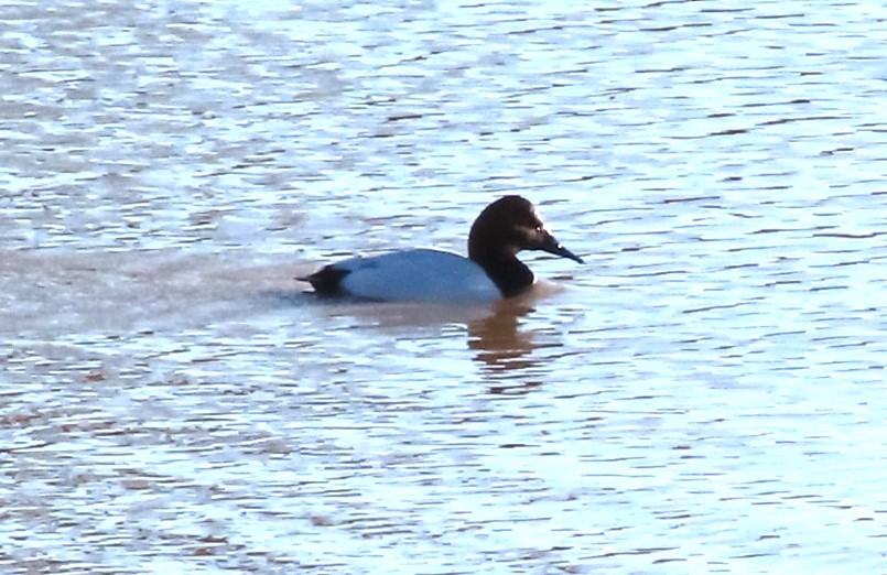 eBird Checklist - 7 Dec 2022 - Mud Lake at Via Santa Maria - 12 species