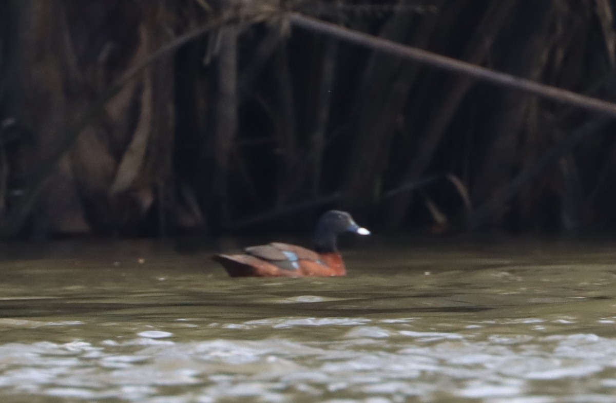 eBird Checklist - 4 Dec 2022 - Tiwai Island Wildlife Sanctuary - 66 species