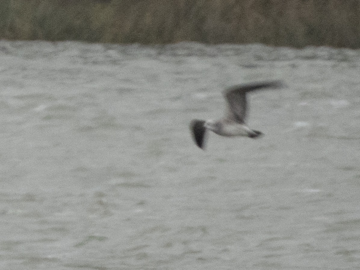 eBird Checklist - 8 Dec 2022 - Humboldt Lagoons SP--Stone Lagoon ...