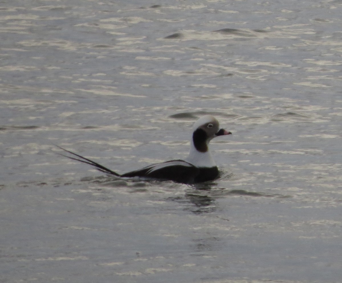 eBird Checklist - 8 Dec 2022 - Jones Beach SP--Field 6 - 7 species