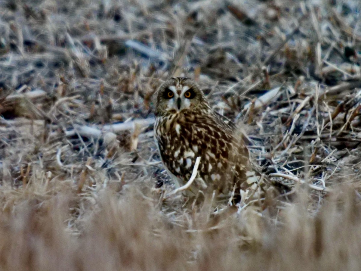 eBird Checklist - 8 Dec 2022 - Kankakee Sands Nature Preserve (TNC) - 4 ...