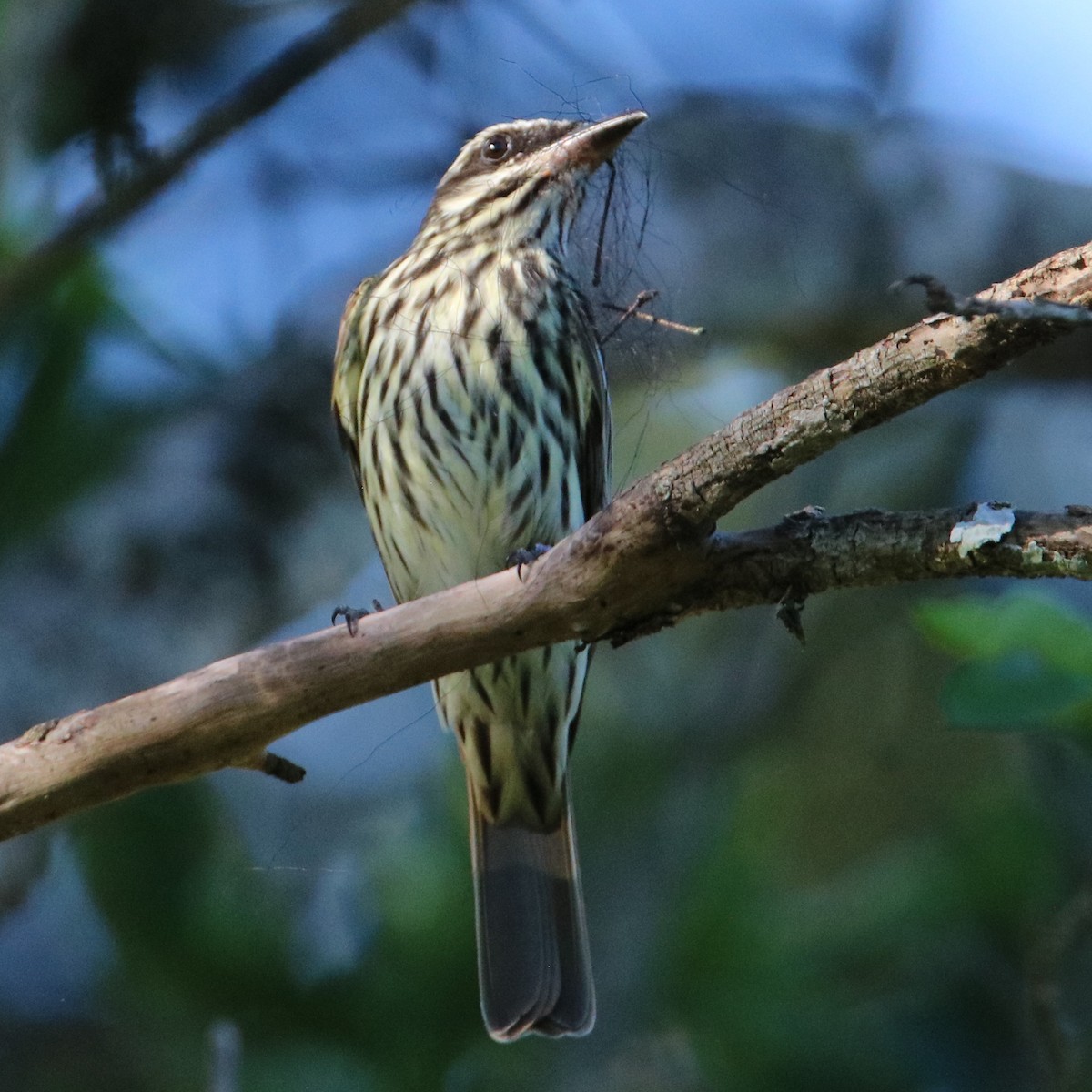 eBird Checklist - 7 Nov 2022 - PP Araucaria - 14 species