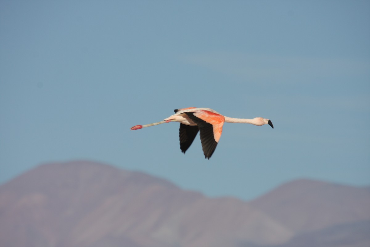 eBird Checklist - 7 Apr 2010 - Salar de Atacama - 5 species