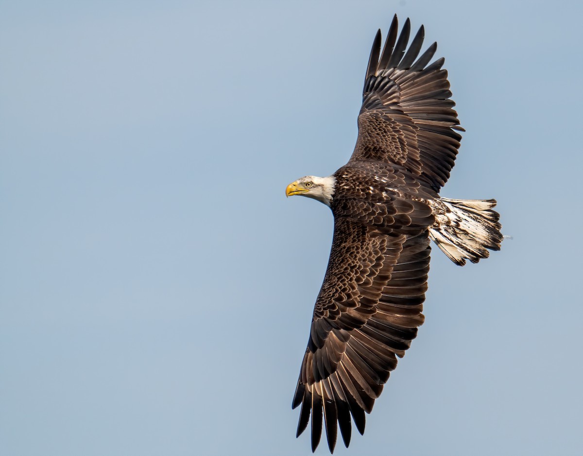 ML511472401 Bald Eagle Macaulay Library