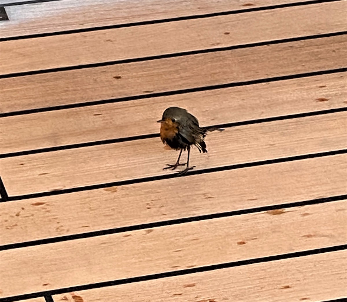 eBird Checklist - 19 Nov 2022 - Port Everglades Inlet - 1 species