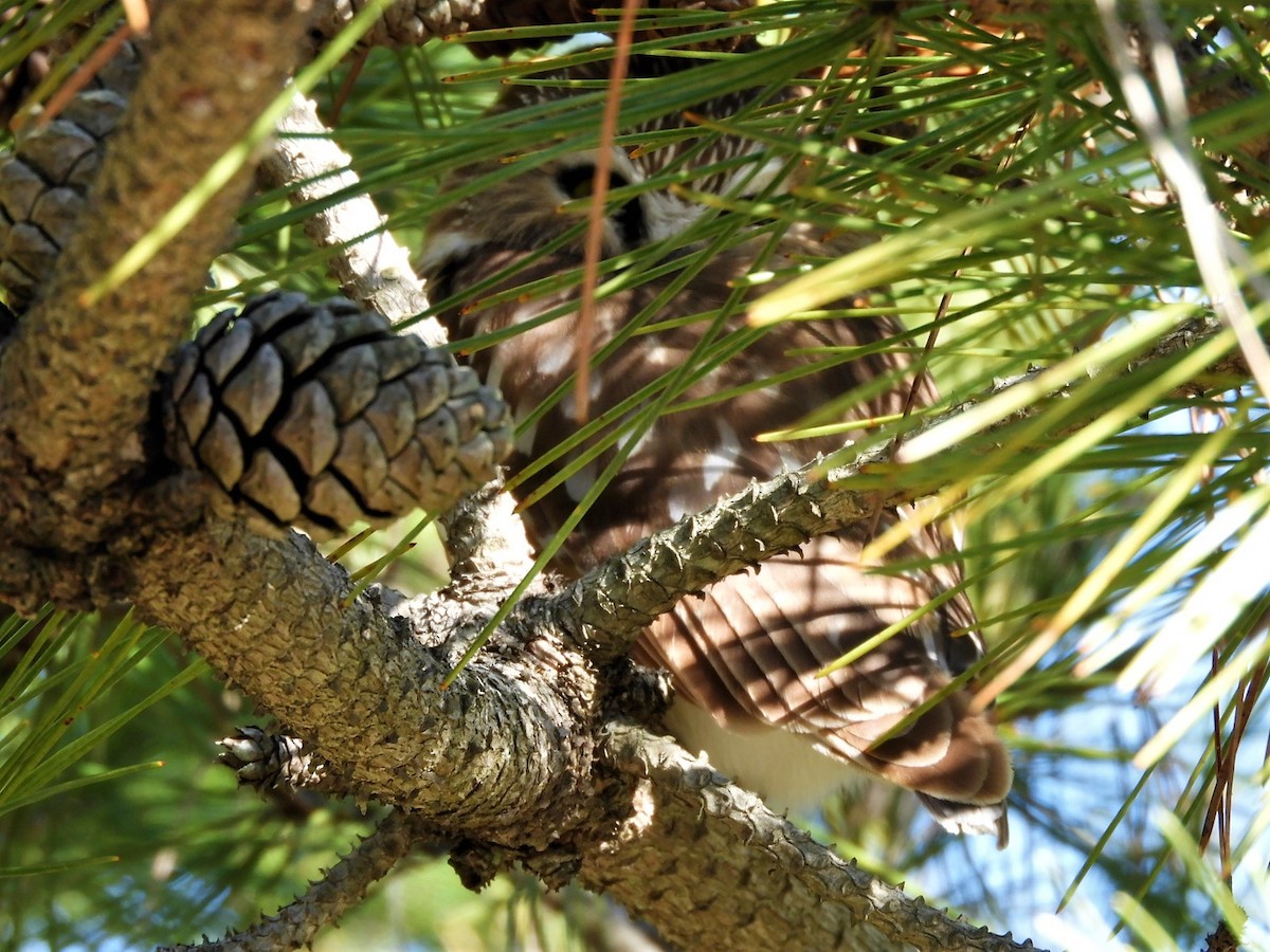 New York Breeding Bird Atlas Checklist - 9 Dec 2022 - Jones Beach SP ...