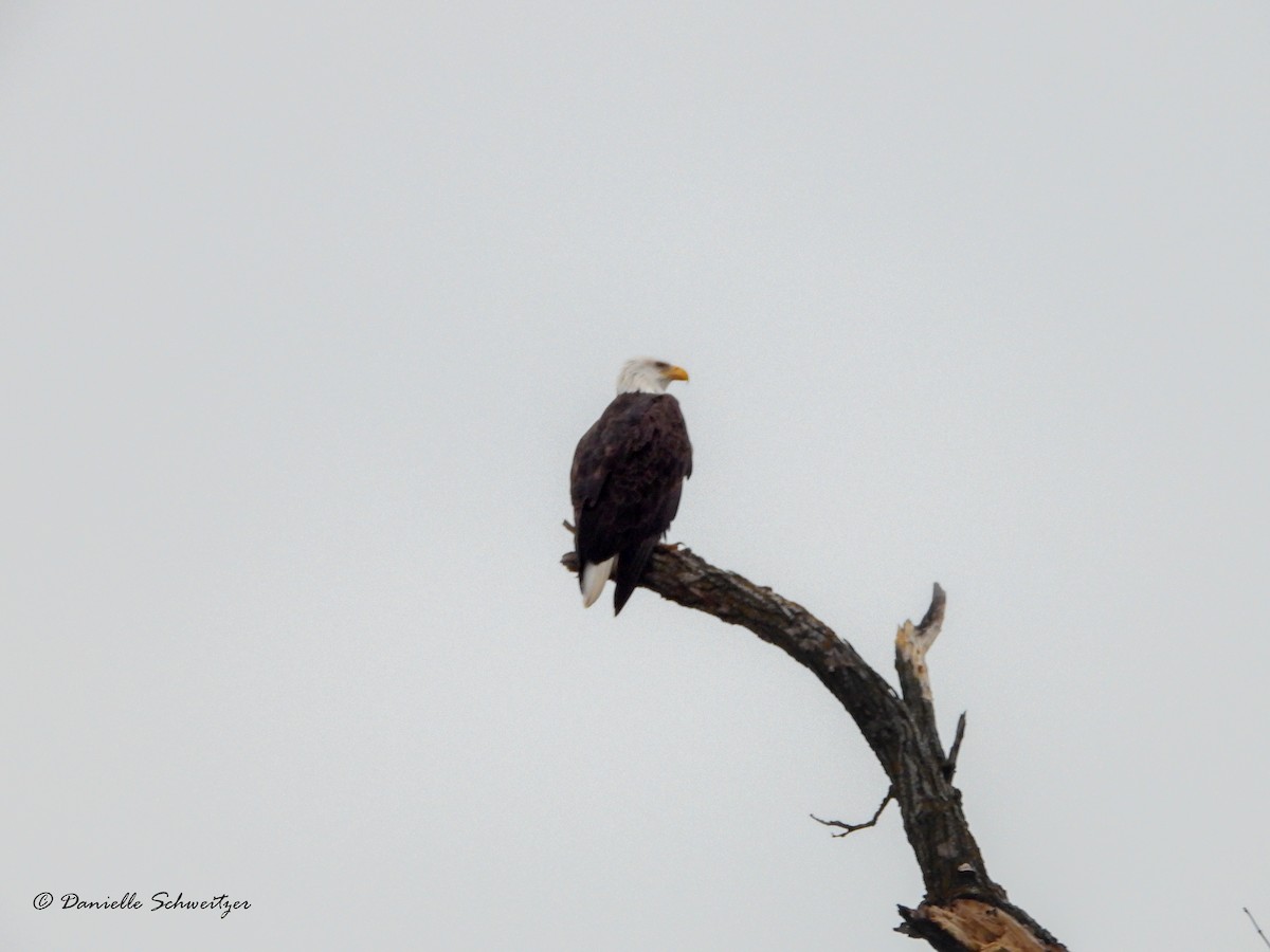eBird Checklist - 7 Dec 2022 - Killsnake SWR - 3 species