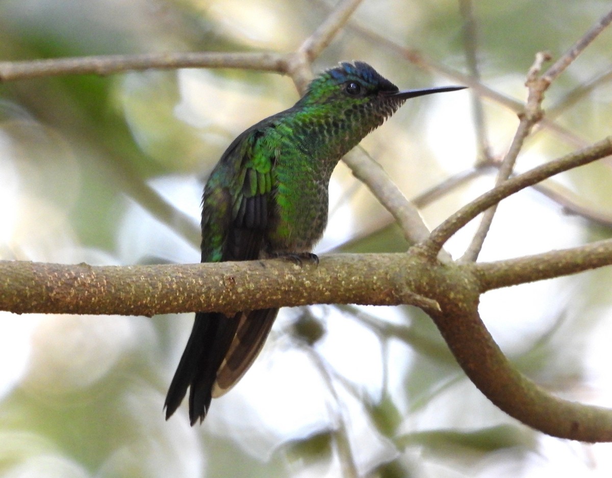 eBird Paraguay Checklist - 12 Aug 2022 - Saltos del Monday - 15 species