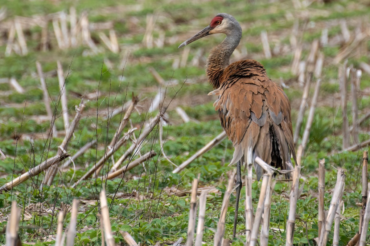 ML511582861 Sandhill Crane Macaulay Library