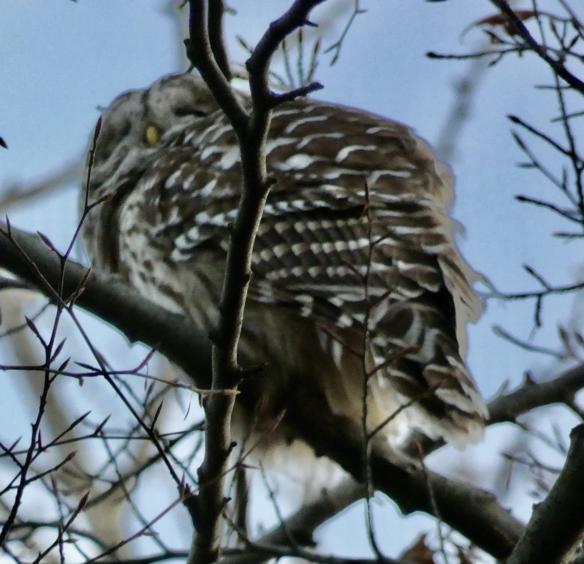 eBird Checklist - 9 Dec 2022 - Central Park--Arthur Ross Pinetum - 1 ...