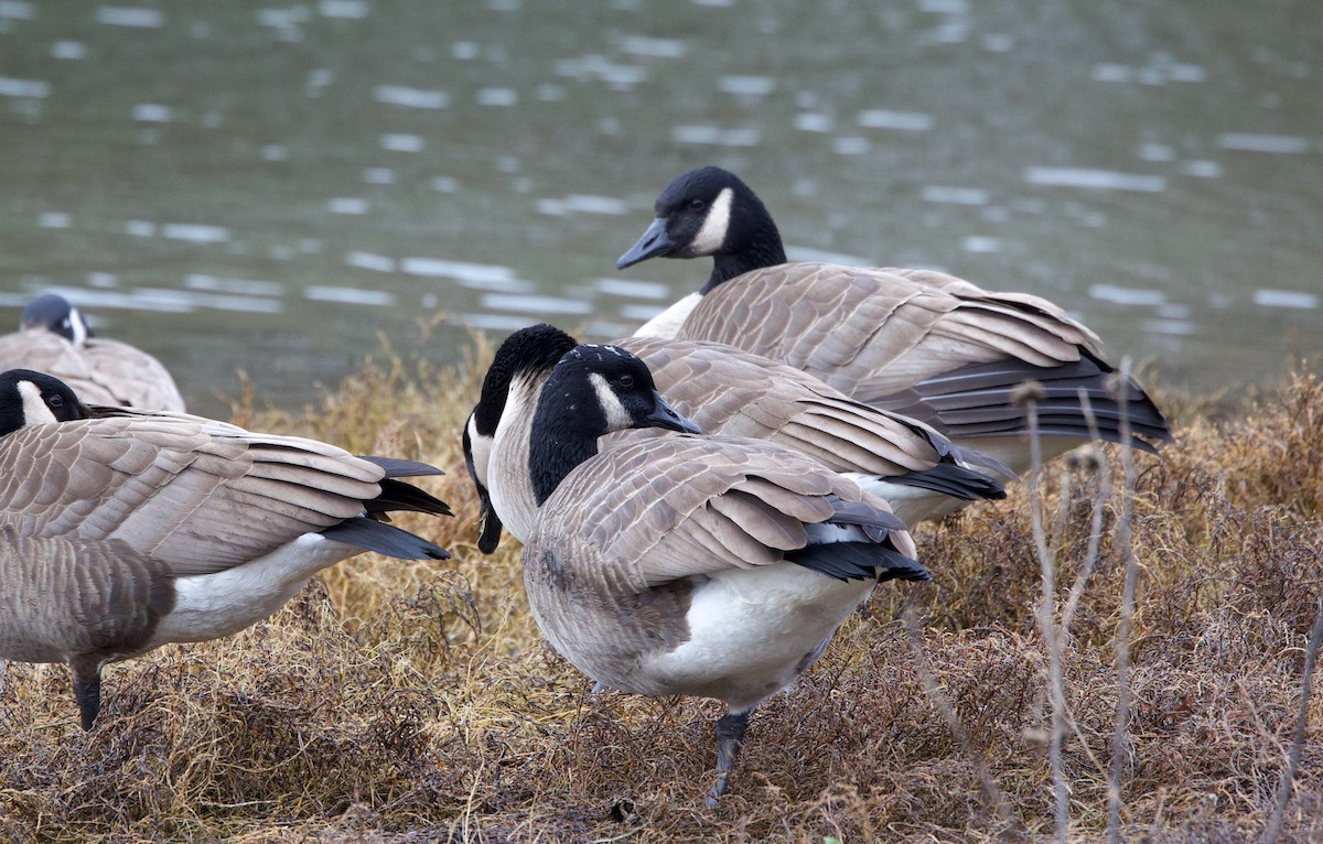 eBird Checklist - 9 Dec 2022 - North Vancouver--Maplewood Conservation ...