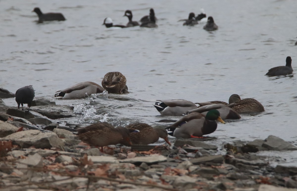 New York Breeding Bird Atlas Checklist - 9 Dec 2022 - East Shore Park ...