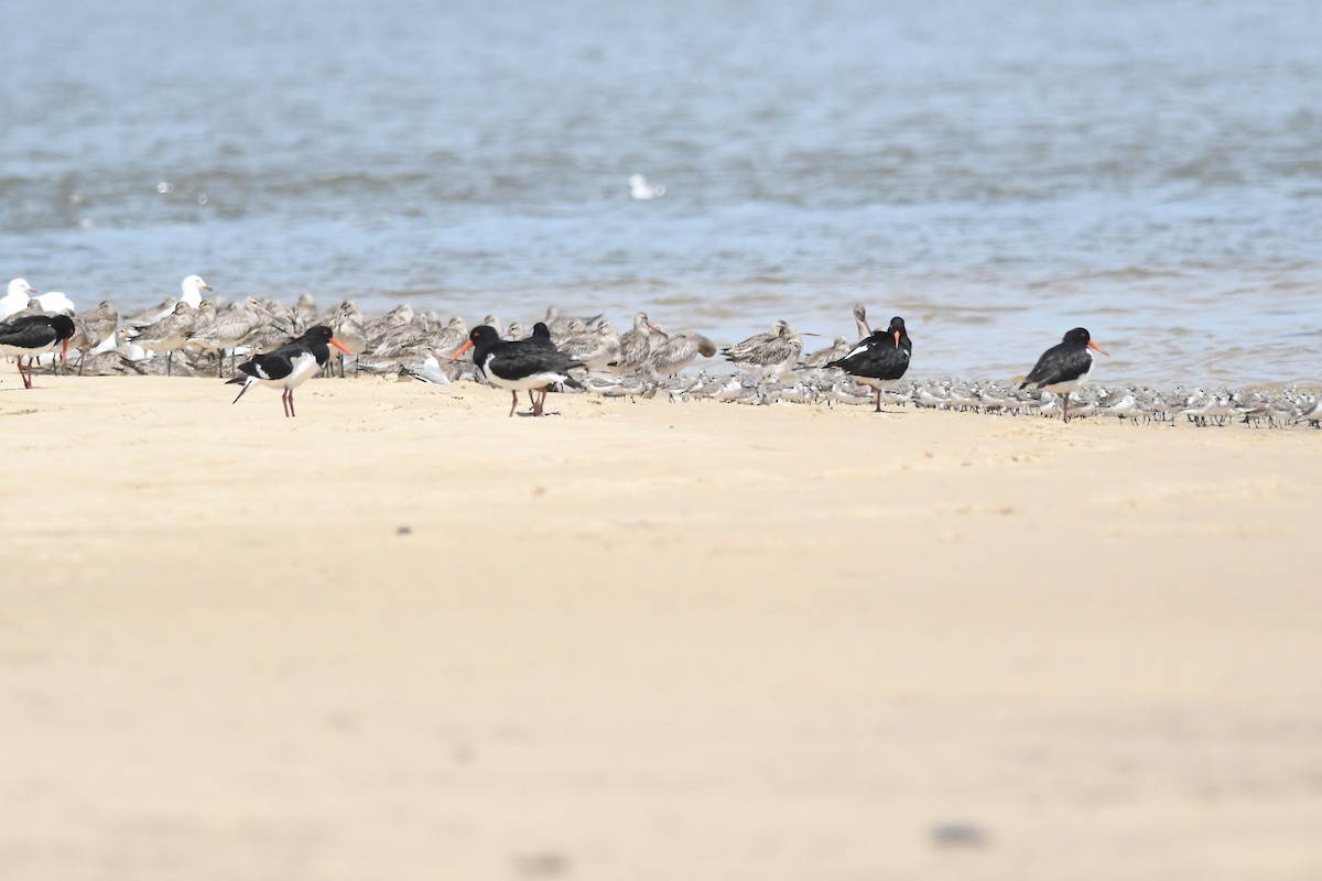 eBird Australia Checklist - 10 Dec 2022 - Stockyard Point - 31 species