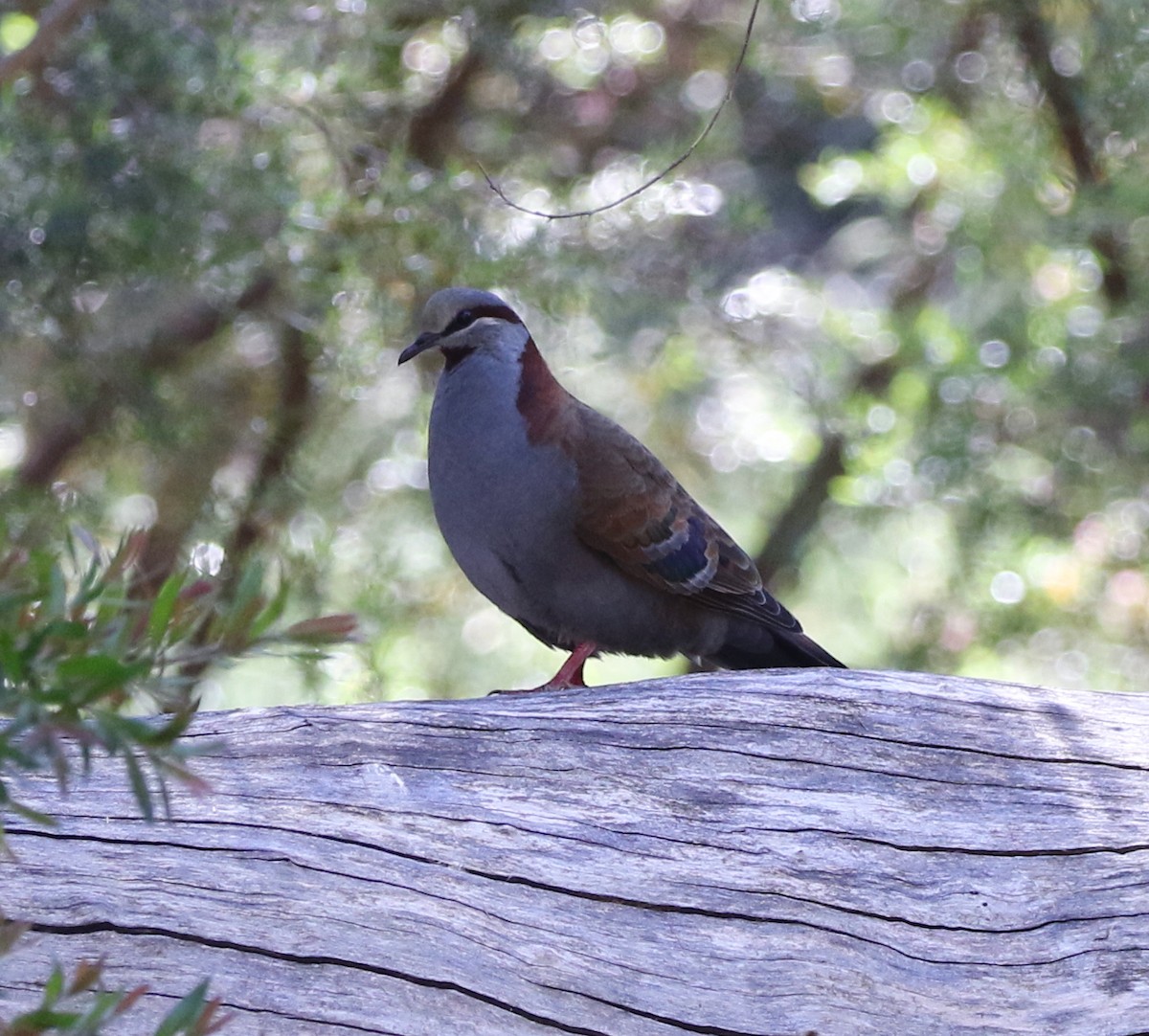 eBird Australia Checklist - 10 Dec 2022 - Australian National Botanic ...