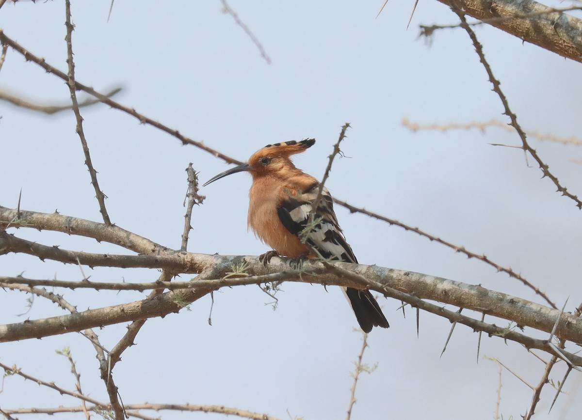 ML511722201 - Eurasian Hoopoe (African) - Macaulay Library