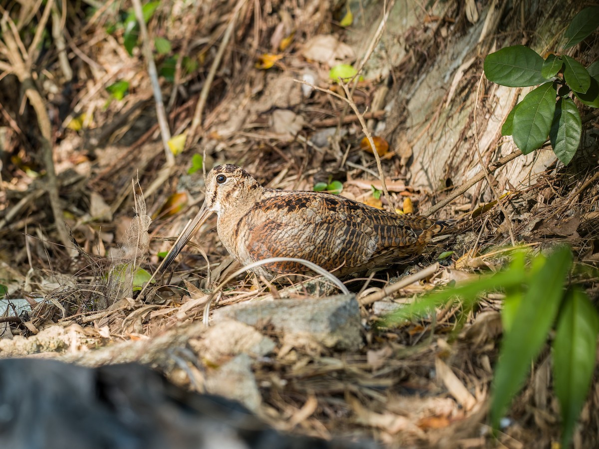 eBird Checklist - 10 Dec 2022 - Po Toi Island - 32 species
