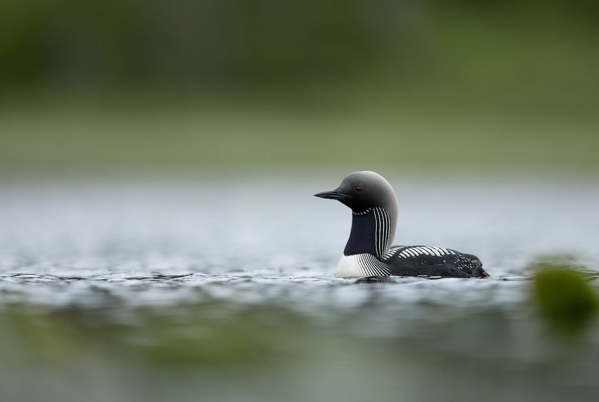Pacific Loon - Gavia pacifica - Media Search - Macaulay Library and eBird