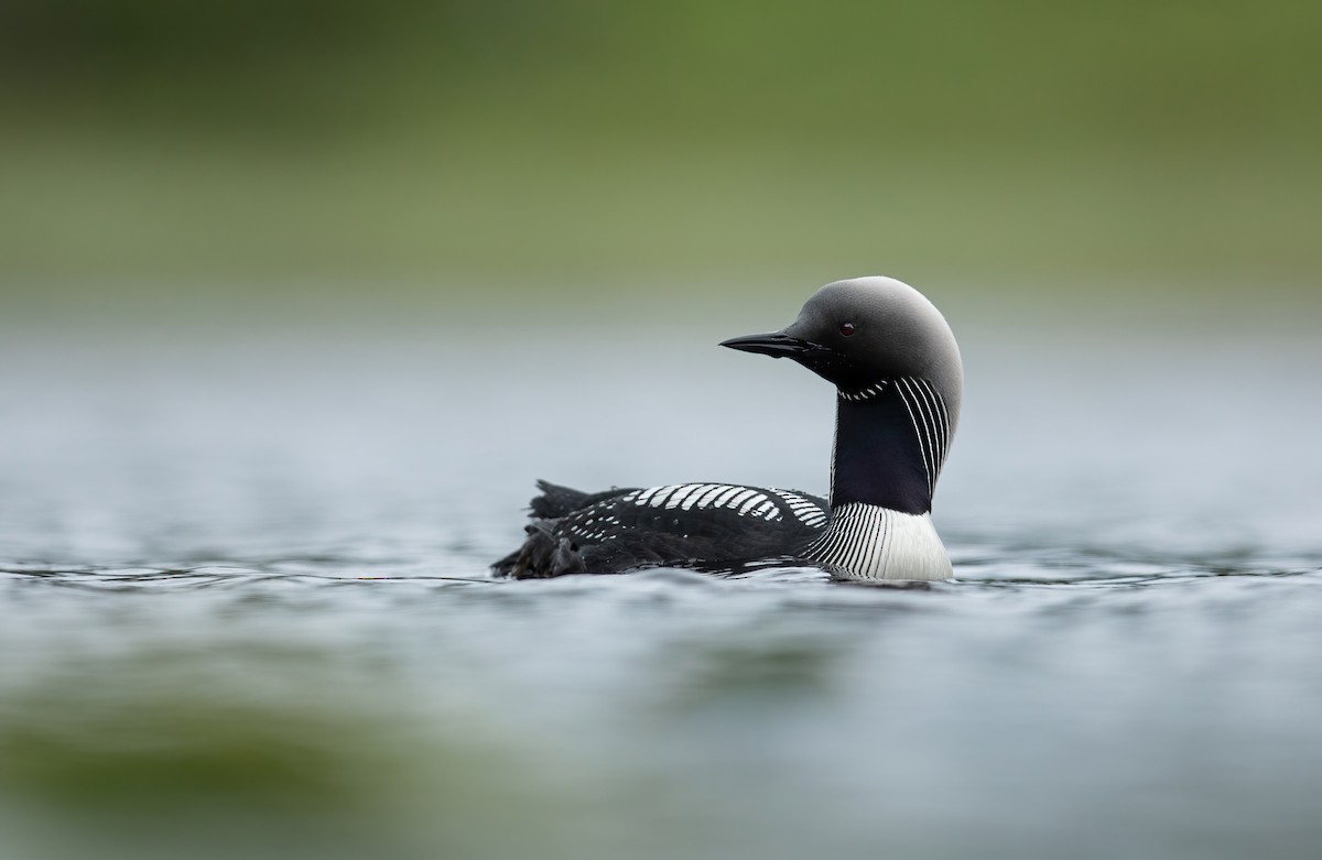 Pacific Loon - Gavia pacifica - Media Search - Macaulay Library and eBird
