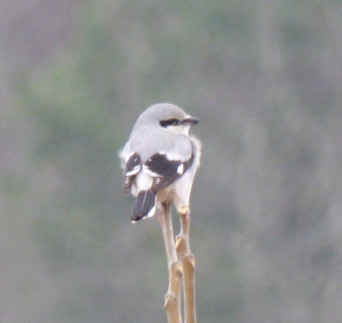 eBird Checklist - 10 Dec 2022 - Mammoth Park - 10 species