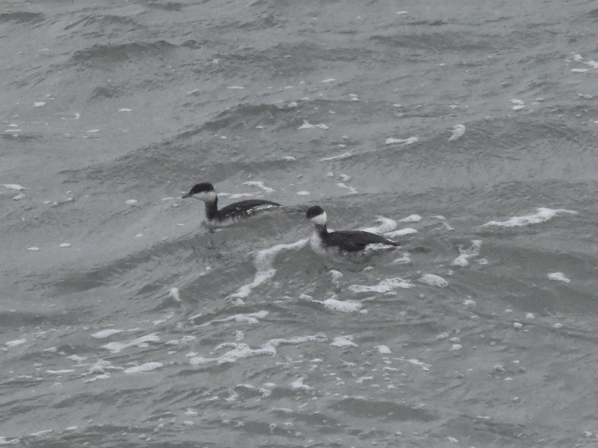 Mass Audubon eBird Checklist - 10 Dec 2022 - Manomet Point - 8 species