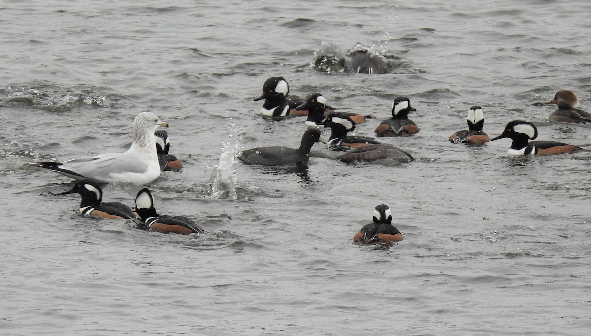 Mass Audubon eBird Checklist - 10 Dec 2022 - Jamaica Pond - 14 species ...