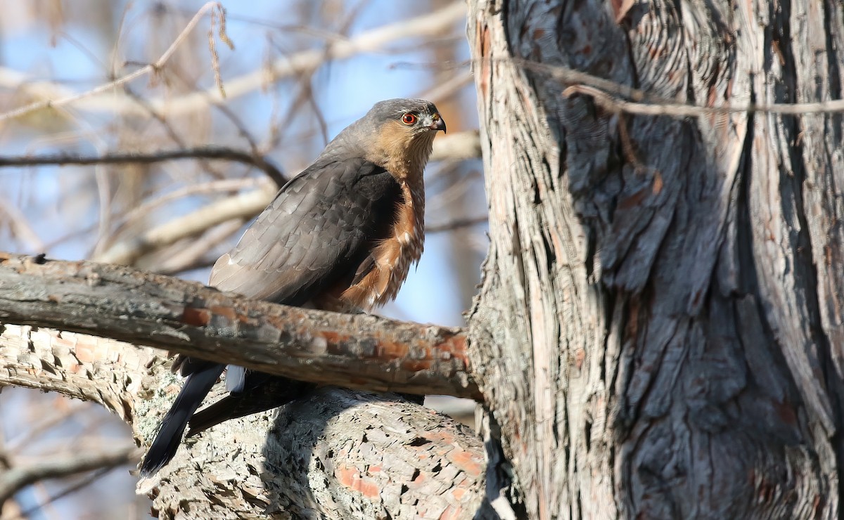 eBird Checklist - 10 Dec 2022 - Keuka Lake, Lake Ave. (Keuka Park) - 19 ...