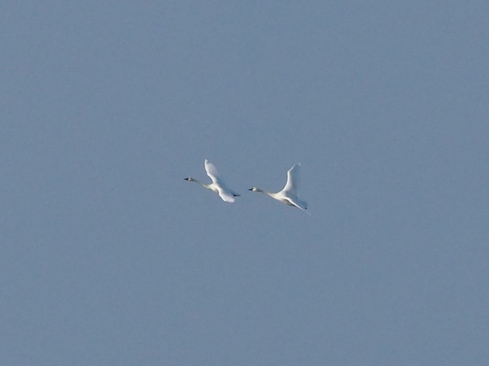 eBird Checklist - 8 Dec 2022 - **Back Bay NWR - 40 species (+1 other taxa)