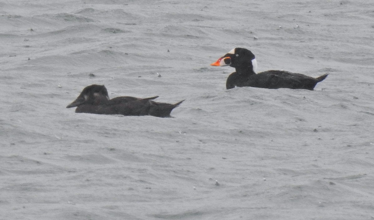 eBird Checklist - 8 Dec 2022 - Eureka Waterfront--Madaket Square ...