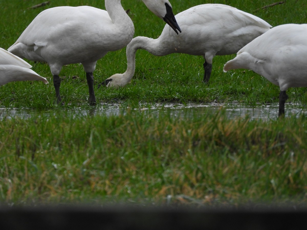 ML512014051 - Trumpeter Swan - Macaulay Library