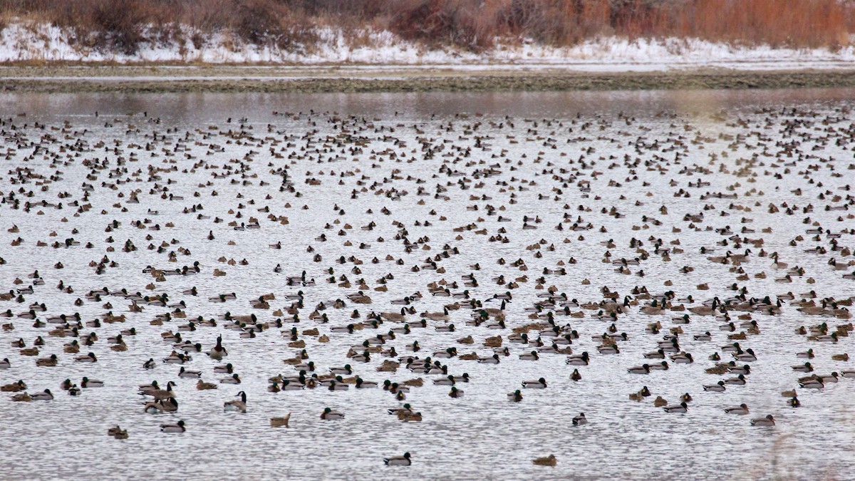 eBird Checklist - 10 Dec 2022 - Bighorn Canyon NRA--Afterbay Reservoir ...