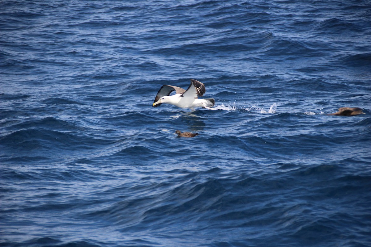 eBird Checklist - 11 Mar 2017 - Offshore--Sydney Pelagic - 16 species