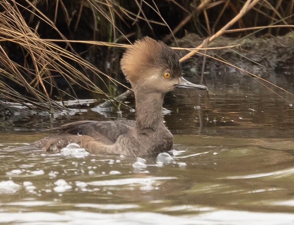 eBird Checklist - 11 Dec 2022 - Bayou Sale Road - 25 species
