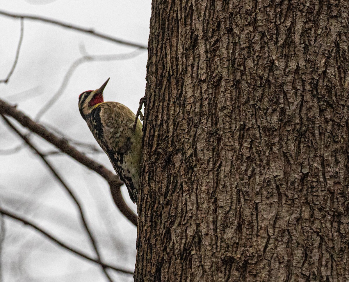 eBird Checklist - 11 Dec 2022 - London--Medway Valley Heritage Forest ...