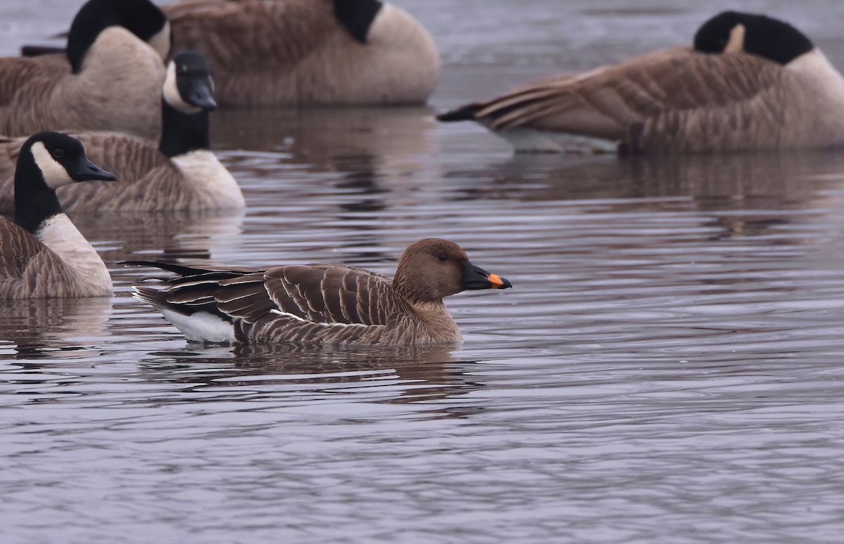 eBird Checklist - 11 Dec 2022 - Lake LaShane - 16 species