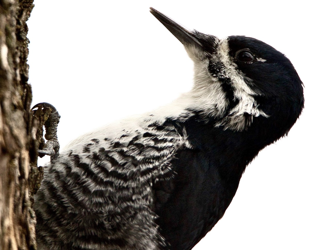 eBird Checklist - 11 Dec 2022 - PN du Cap-St-Jacques - 15 species