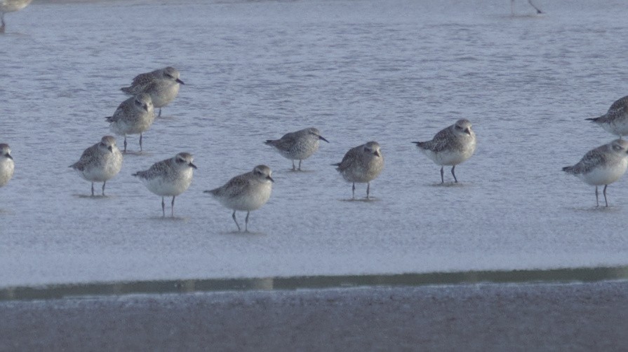 eBird Checklist - 11 Dec 2022 - Playa del Rey/Ballona area - 41 species