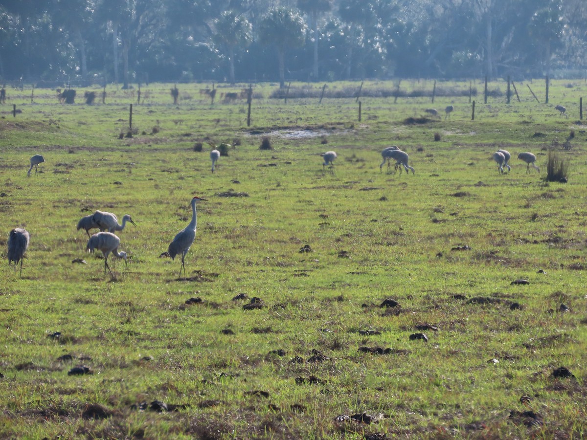 eBird Checklist - 11 Dec 2022 - 10 Mile Grade Rd. - 41 species