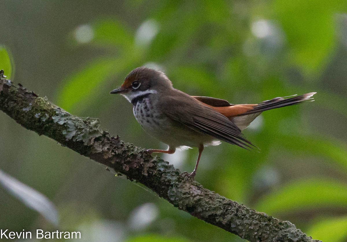 eBird Checklist - 4 Dec 2022 - Ralph Illidge Sanctuary - 27 species