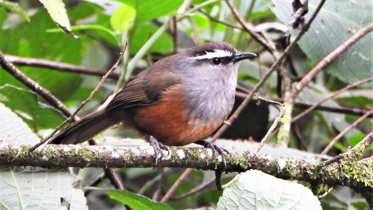 eBird India Checklist - 4 Dec 2022 - Eravikulam NP--General Area - 5 ...