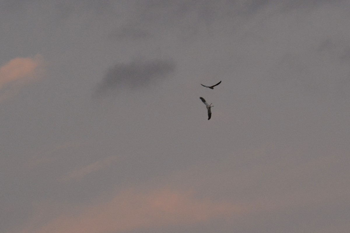 eBird Checklist - 10 Dec 2022 - Hunter Wetlands National Park--Ash ...